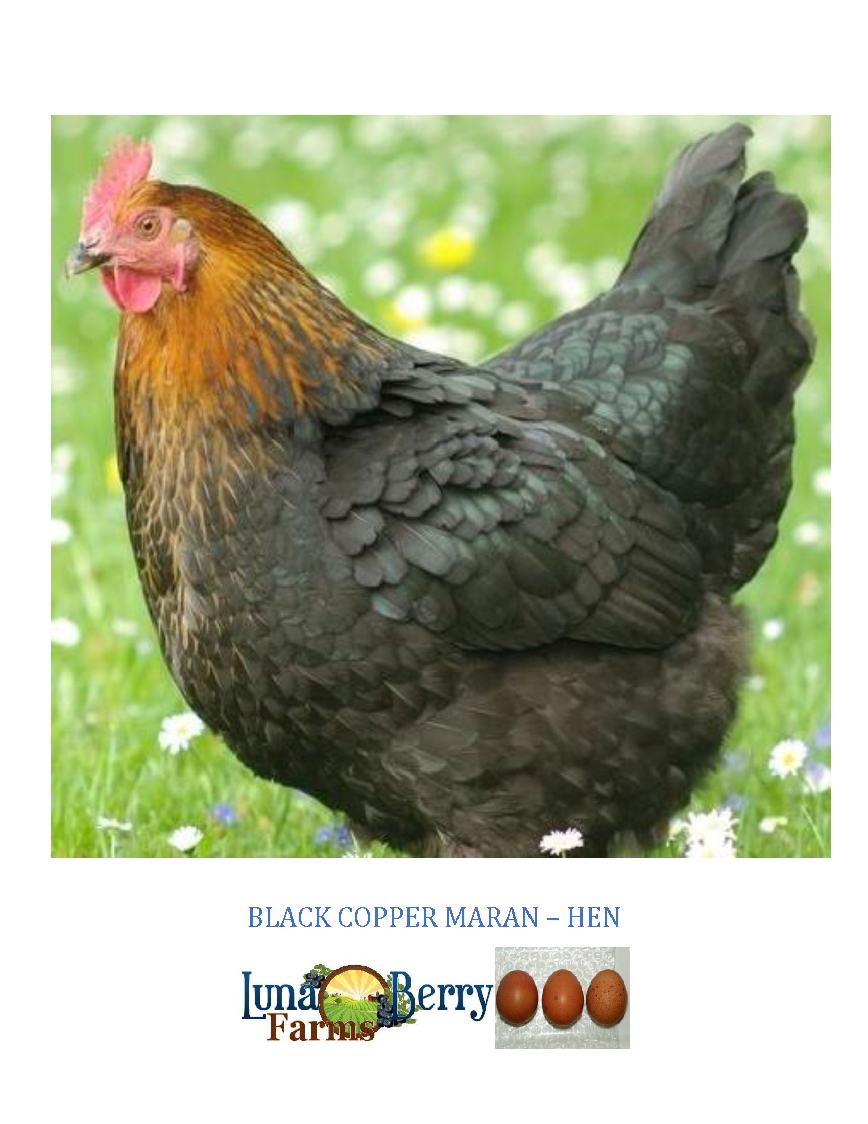 Black Copper Maran – Luna berry farm